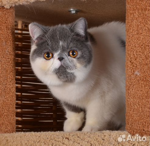 Экзотический короткошерстный мальчик