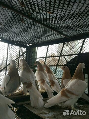 Голуби агараны