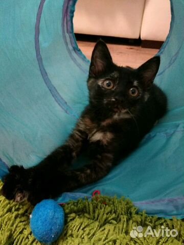 Кошечка в добрые руки