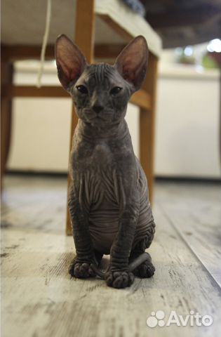 Котенок донского сфинкса в хорошие руки