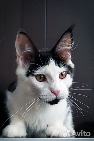 Котенок мейн-кун из питомника