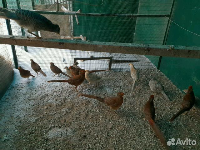 Продаю золотых фазанов (красных и жёлтых) 2018