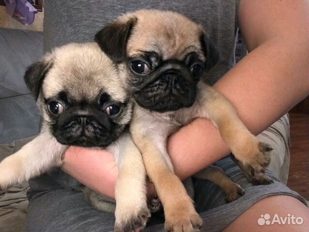 Мопс