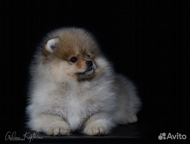 Шпицемальчик