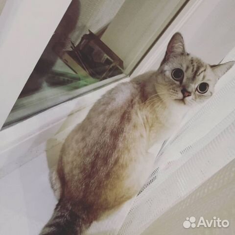 Отдаю кошечку и котёнка в добрые руки