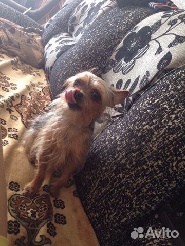 Пропала собачка