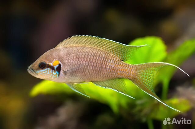Цихлида принцесса Бурунди