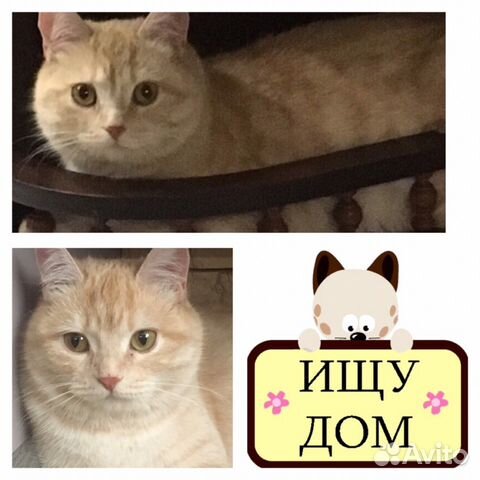 Шотландская