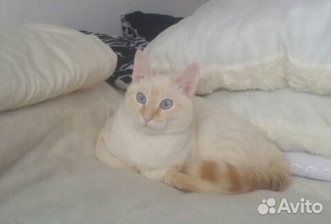 Отдам на вязку