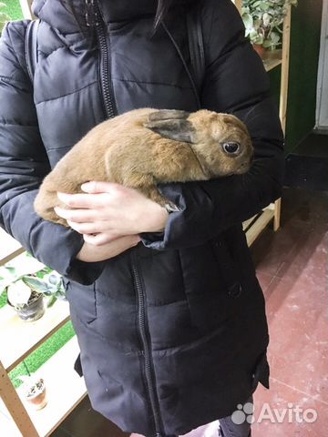 Кролик