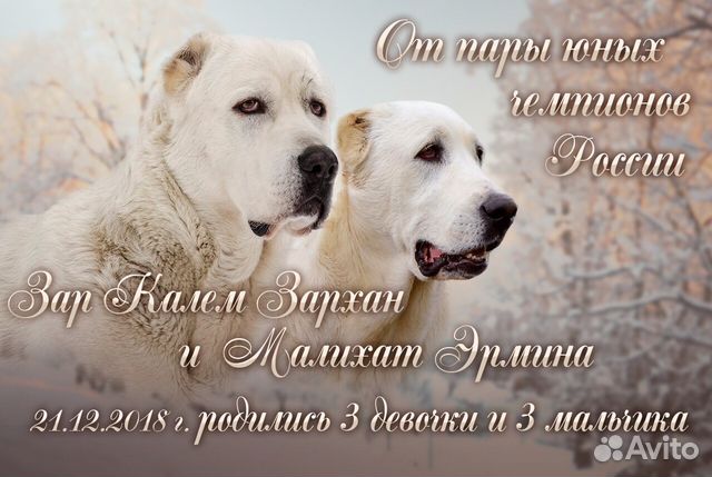 Продажа щенков Алабая