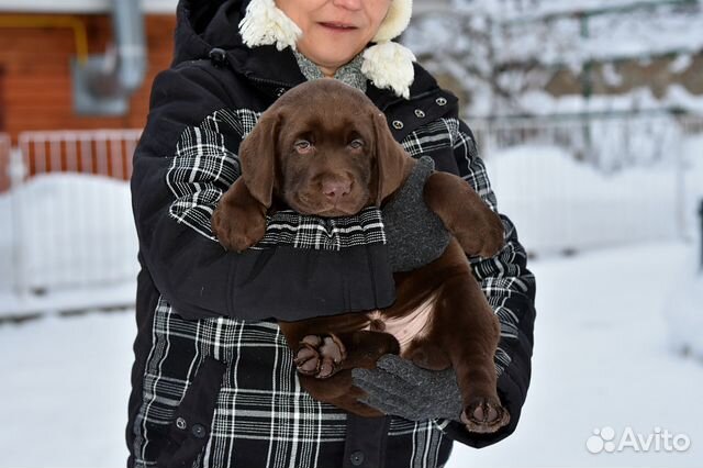 Лабрадор шоколадный парень