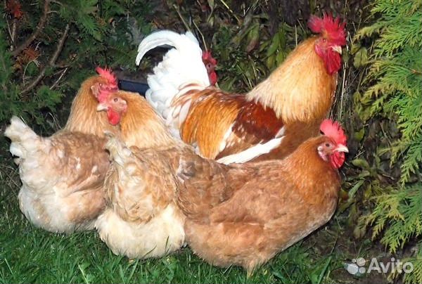 Петушки мини мясной палевой породы