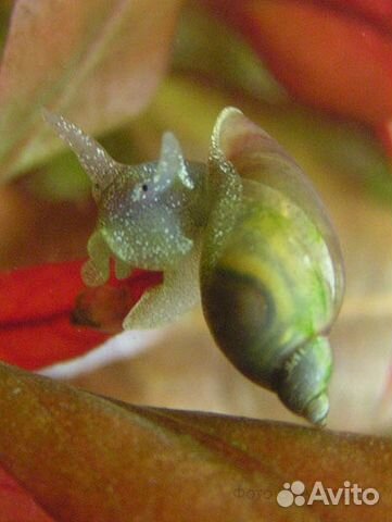 Улитка Покемон