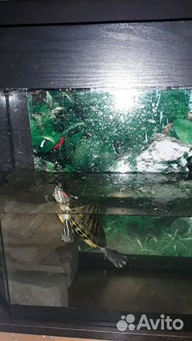 Аквариум и черепашка