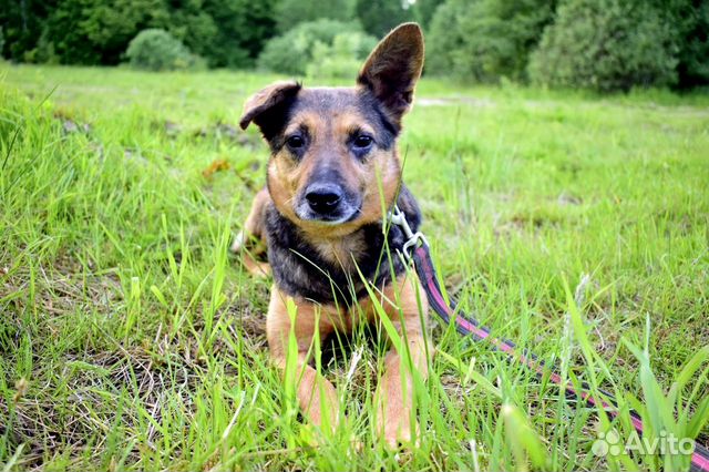 Жужа в добрые руки