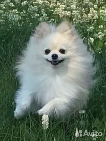 Шпиц для вязки