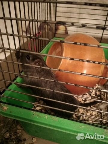 Мышки песчанки