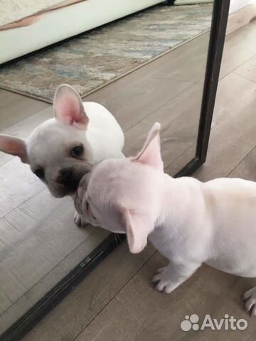 Моника в добрые и надёжные руки)