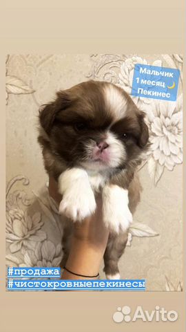 Продаю пекинесов