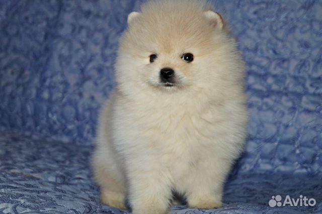 Кремовый мальчик померанского шпица
