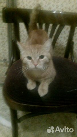 Кот