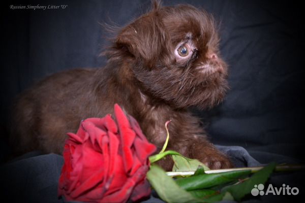 Мальчик шоколадного окраса