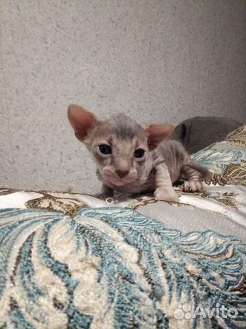 Маленький "львенок"