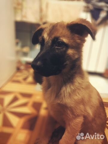 Милашка Майкл ищет добрые ручки