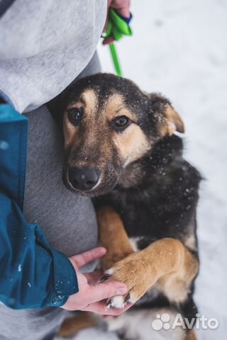 Щенок малыш Блэк в дар