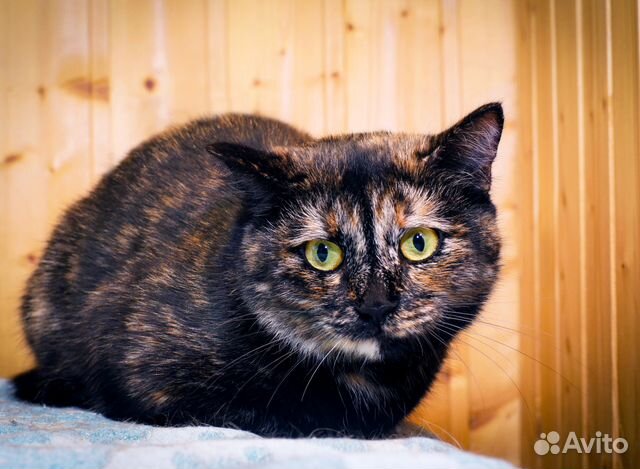 Молодая кошечка Дафна, окраса черепашка