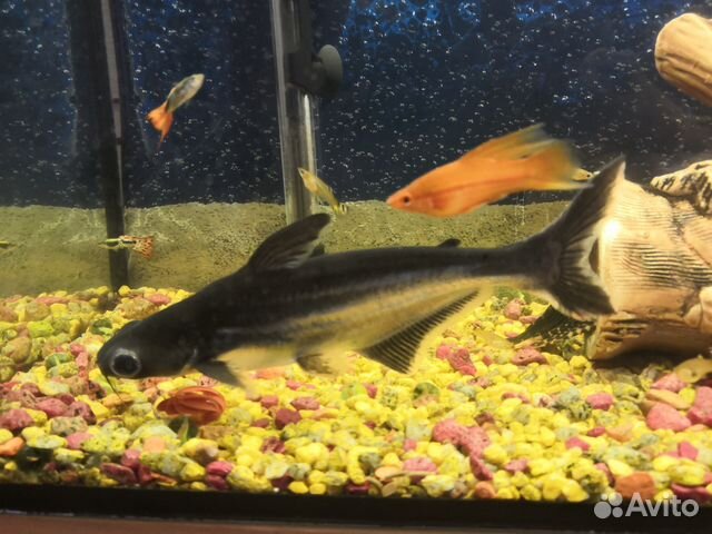 Сом акулий (пангасиус)