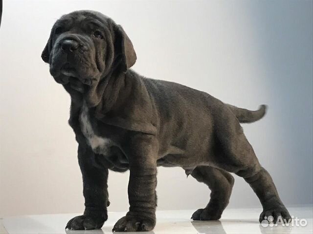 Щенки Мастино Неаполитано