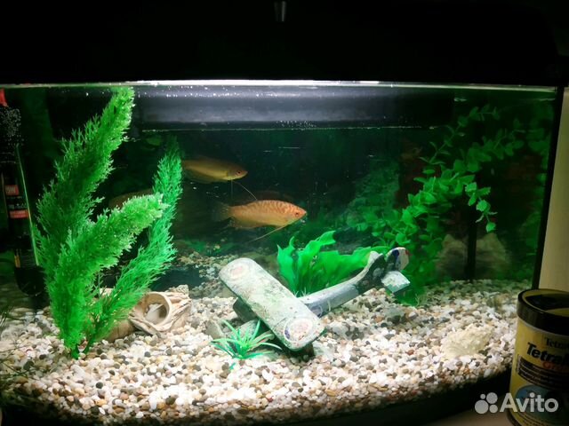 Аквариум 50 литров
