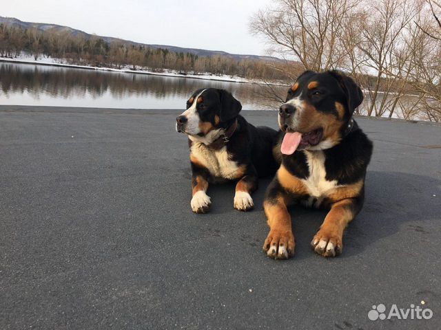 Большой Швейцарский зенненхунд (гросс)