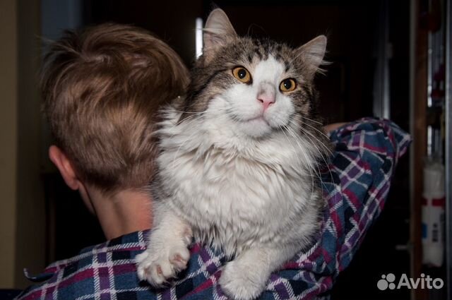 Молодой шикарный пушистый кот
