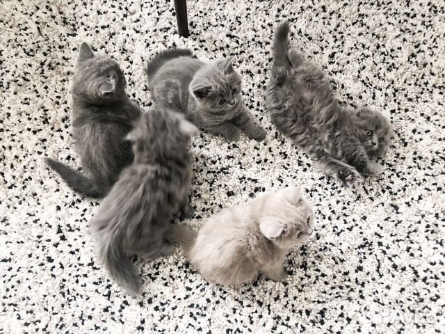 Шотландские котята