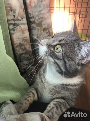 Котенок Мускат