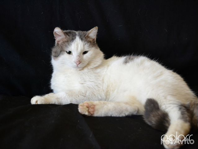 Серж ищет дом