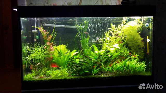 Аквариум 200л классика