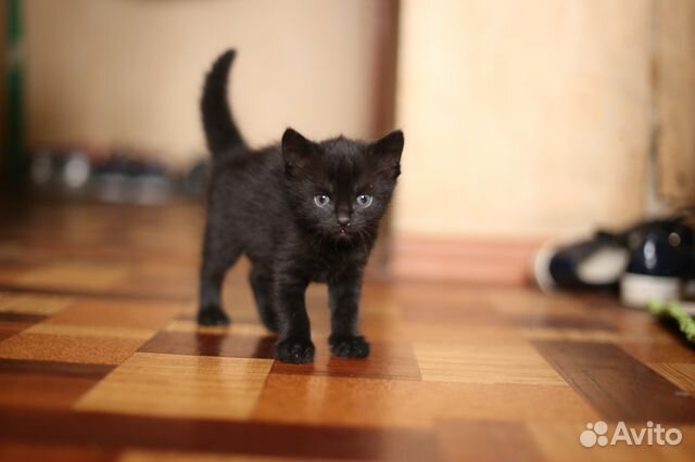 Котёнок черненький