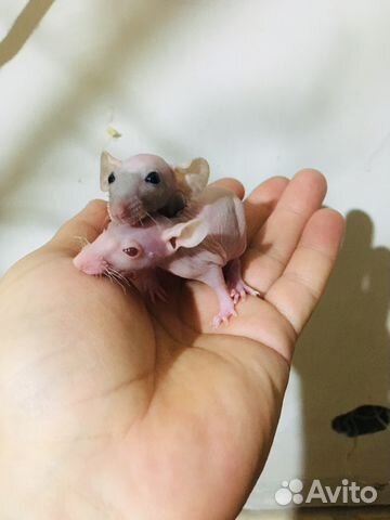 Крыски сфинксы