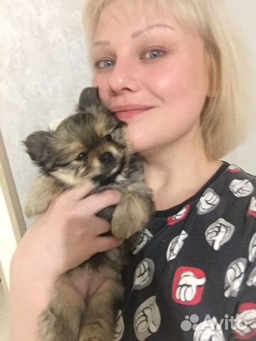 Щенок шпиц
