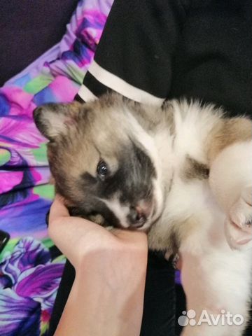 Вельш-корги