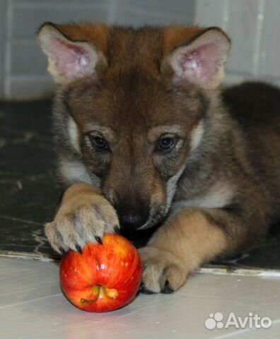 Щенки чешского волчака (ручной волк)