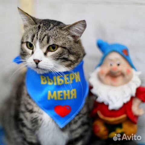 Сева и Барсик в поисках дома