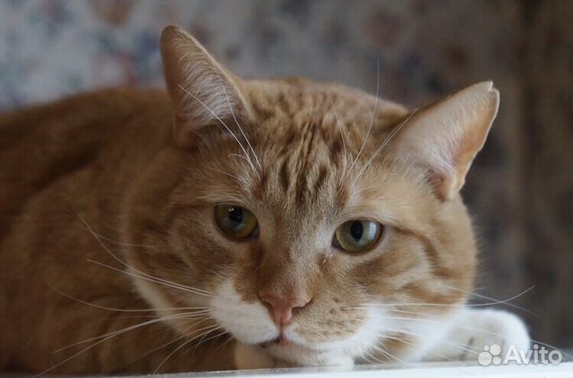 Кот Мультик в добрые руки