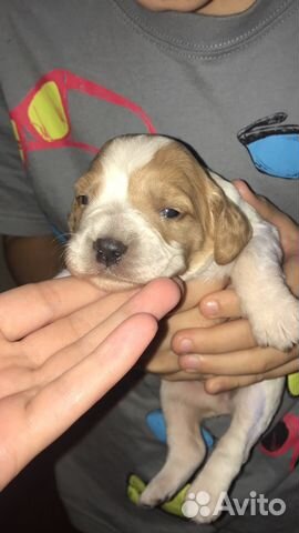 Щенки бретонский эпаньоль