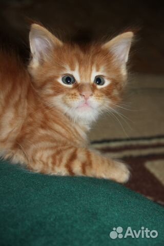 Красный тигровый котик мейн-кун