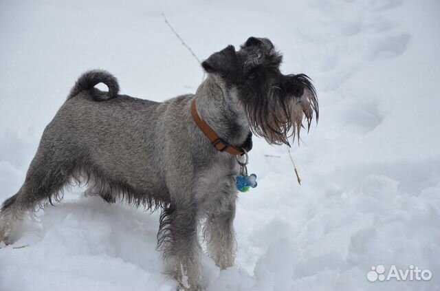 Цвергшнауцер на вязку